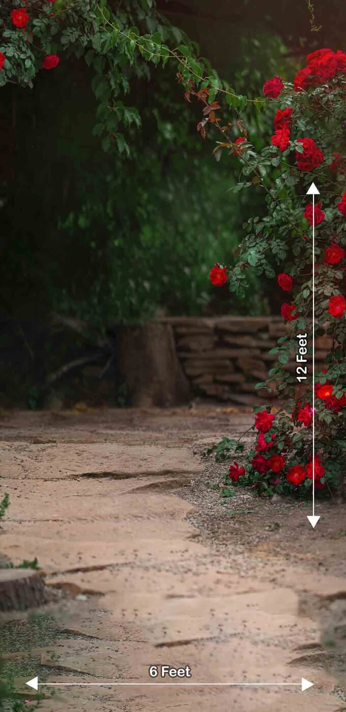 Fabric Portrait Backdrop - Red Rose Garden